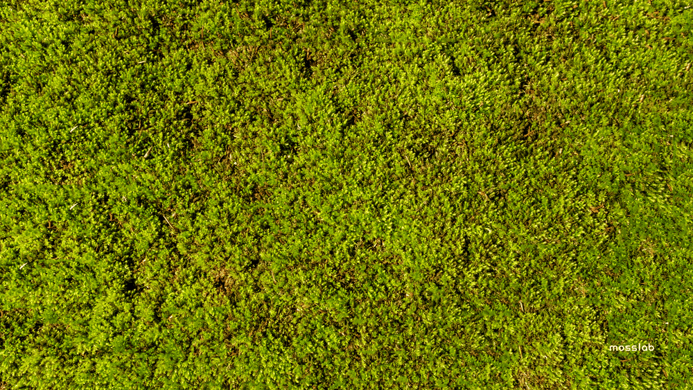 What exactly is a moss?