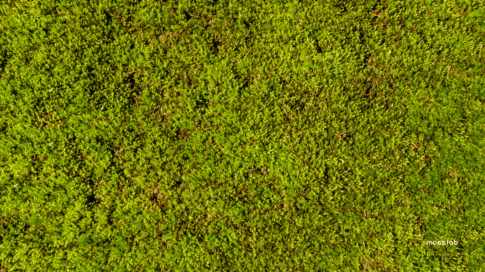 How to Grow Moss