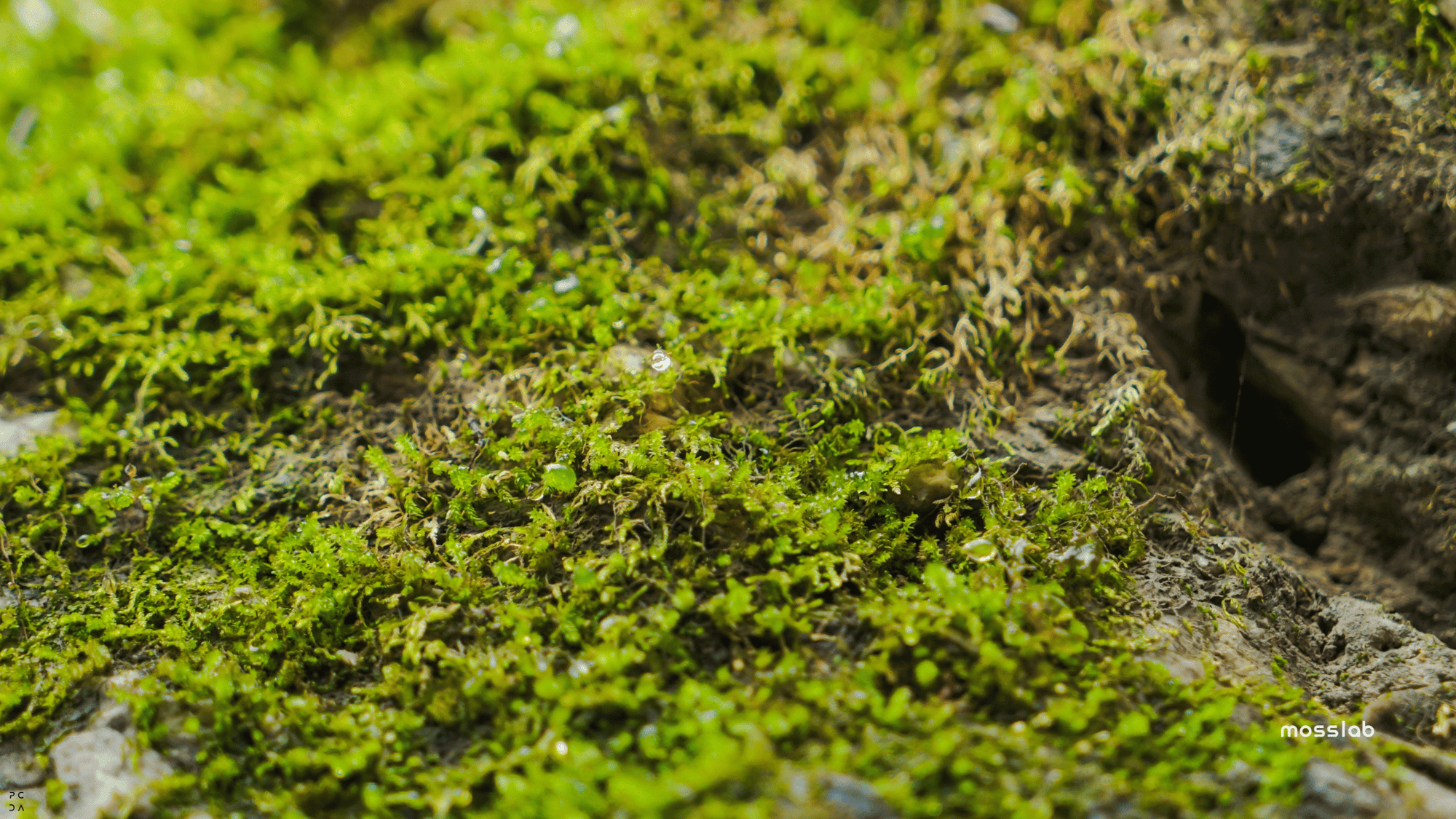 What exactly is a moss?