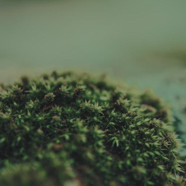 Mosslab Story